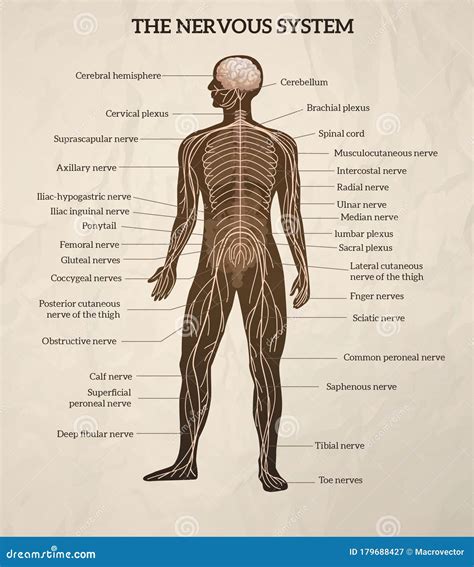 Human Nervous System Diagram Psychology Peripheral Nervous S