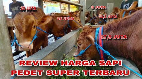Review Harga Sapi Pedet Super Terbaru YouTube