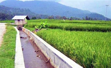 Ini Cara Kementan Optimalkan Lahan Sawah Untuk Antisipasi Dampak