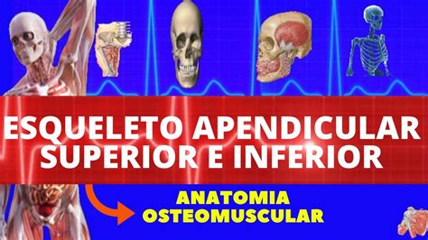 Esqueleto Apendicular Membros Superiores E Inferiores Anatomia