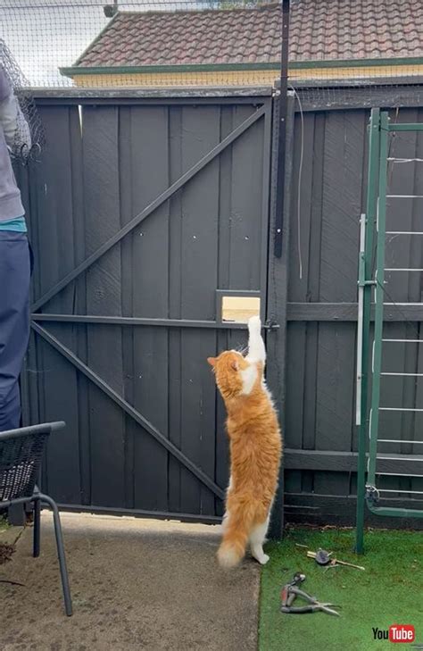 猫の脱走防止フェンスを作っている横で、小さな穴から猫が！ ひょいっと脱走して「してやったり」な表情が面白い【豪】（12 ページ） ねとらぼ
