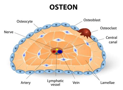 Bone Cell Diagram And Function Science Online