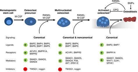 Frontiers The Bone Morphogenetic Protein Pathway The Osteoclastic
