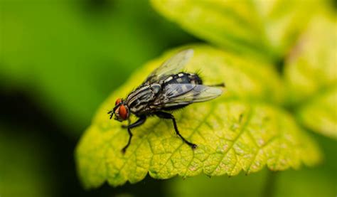 Entenda o que é virose da mosca e os sintomas que a doença pode