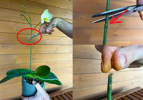 Qué hacer con las orquídeas después de florecer y cómo hacer que tus