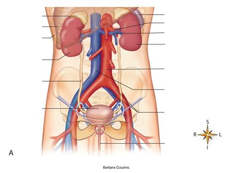 Urinary System Exam Diagram Quizlet