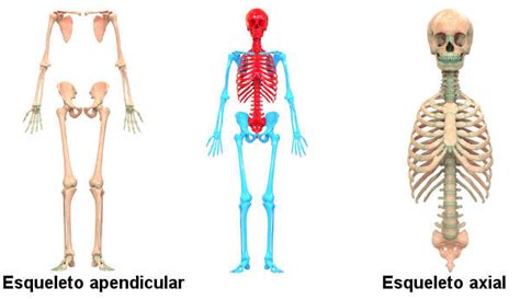 Esqueleto humano nomes dos ossos funções e divisões