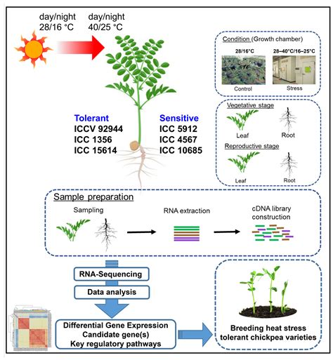 IJMS Free Full Text Comprehensive Transcriptome Profiling Uncovers