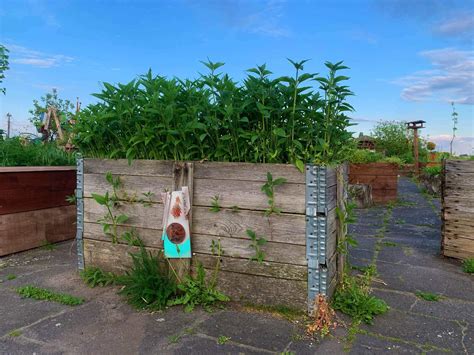Hochbeete Stadt und Dachbegrünung Urban Green Baunetz Wissen
