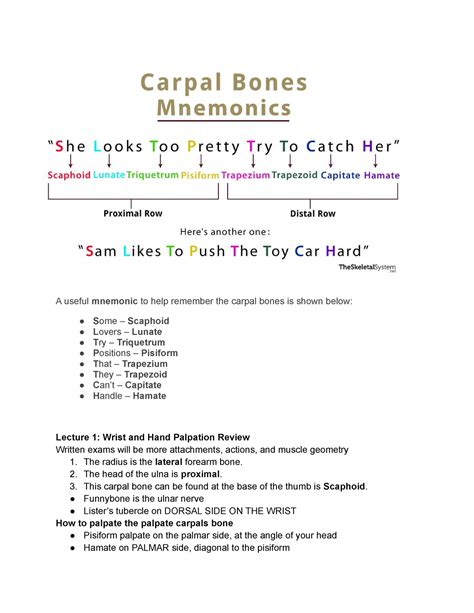 Kins 2424 Fun Anat UNIT 2 A Useful Mnemonic To Help Remember The