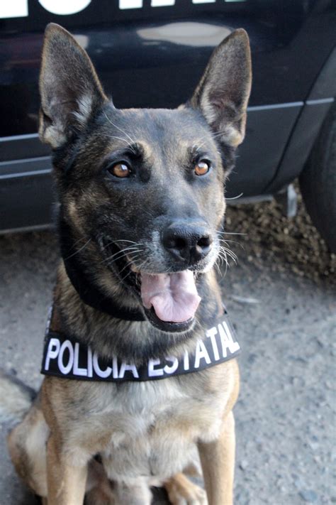 Reconoce Gobierno de Sonora labor de la unidad K 9 de la Policía