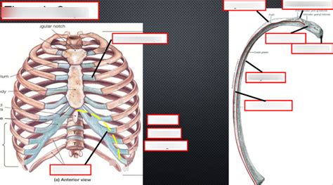 Thoracic Cage Diagram Quizlet