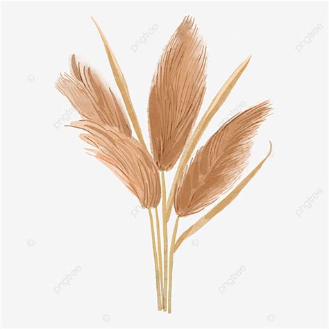 Pampa Grass Hd Transparent Watercolor Multiple Branches Of Pampas