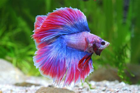 Combattant Betta Splendens Betta Fiche Poisson