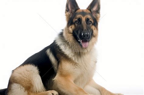可爱的德国牧羊犬高清图片下载 正版图片600412882 摄图网