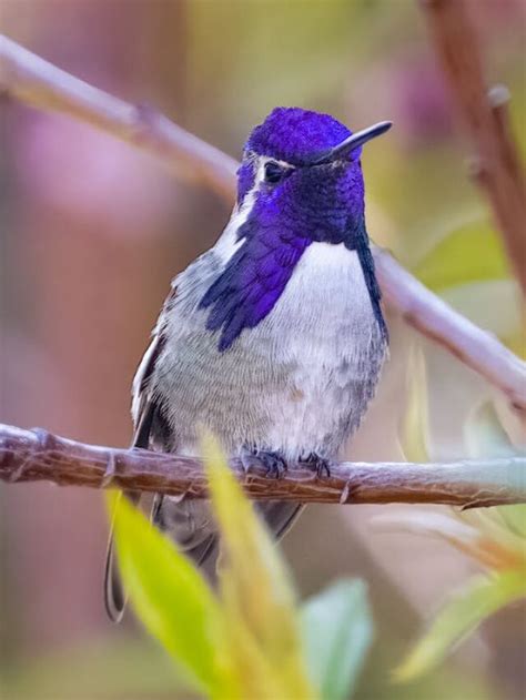 The Mystery Behind Hummingbird Colors Birdzilla Enjoyin Birds