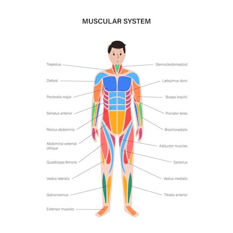 Premium Vector Human Muscular System