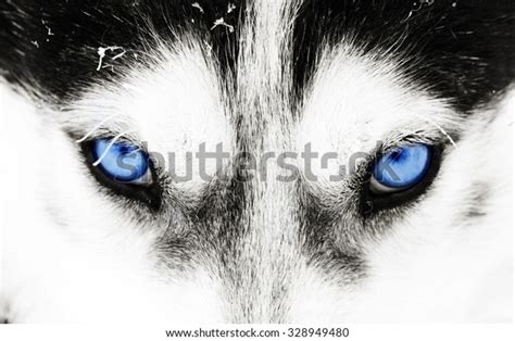 Perros Esquimales Grises Con Ojos Azules