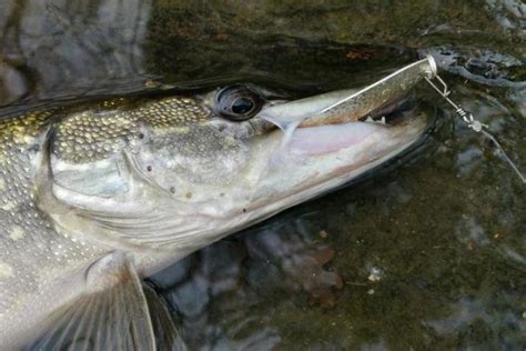 Pêche du brochet découvrez tout le potentiel de la cuillère ondulante