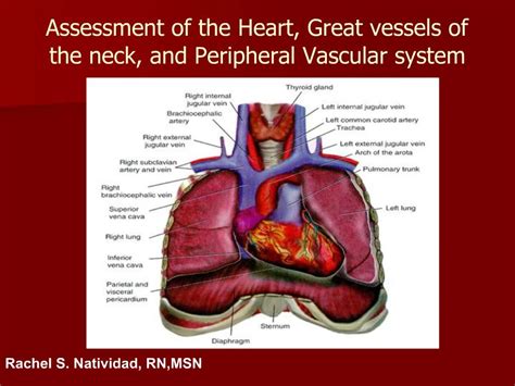 PPT Assessment Of The Heart Great Vessels Of The Neck And