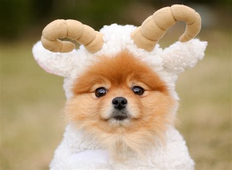 壁紙イヌスピッツ犬凝視角動物ダウンロード写真