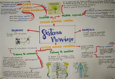 Mapa Mental Sobre El Sistema Nervioso Bullet Journal Medicine