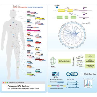 Alternative Polyadenylation Quantitative Trait Methylation Mapping In