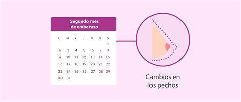 Segundo Mes De Embarazo Y Cambios En Los Pechos