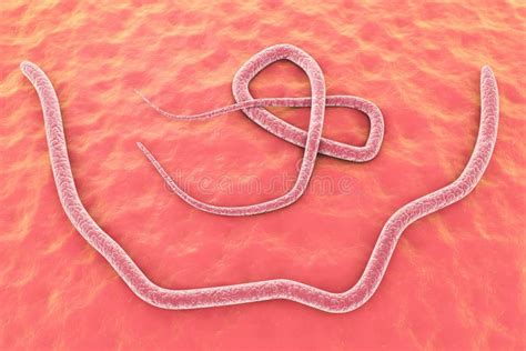 Ascaris Lumbricoides Stock Illustration Illustration Of Science