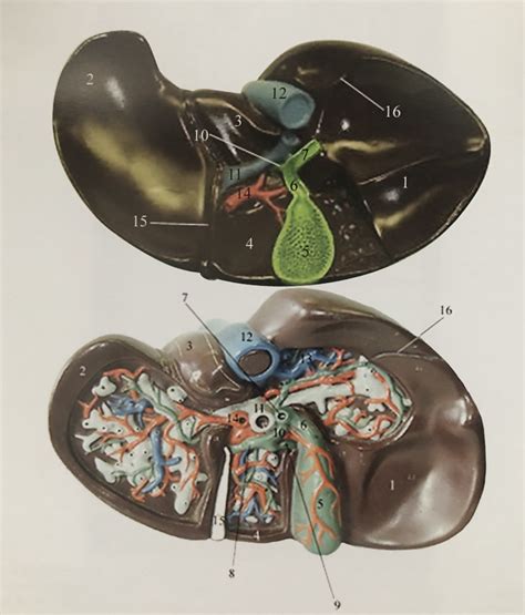 Liver And Gallbladder Diagram Quizlet
