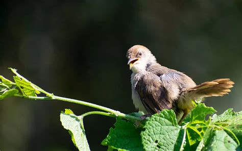 Planning Guide To A Rwanda Birding Trip Untamed Uganda Safaris