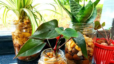 COMO CULTIVAR PLANTAS NA ÁGUA de maneira simples e gastando pouco YouTube