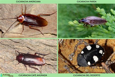 Insectos Voladores Tipos Y Nombres Con Fotos