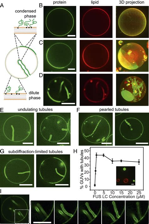 membrane bending by protein phase separation pnas