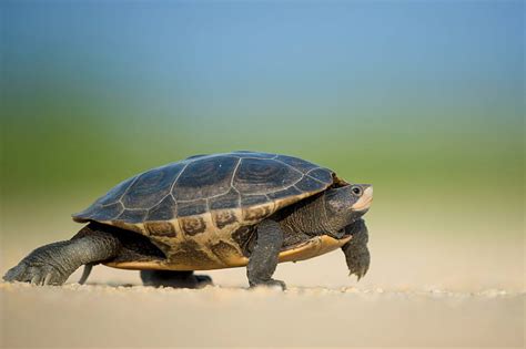 Tortuga Fondo De Pantalla Hd Wallpaperbetter