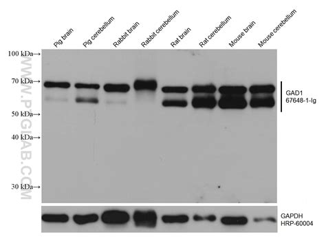 GAD1 Antibody 67648 1 Ig Proteintech