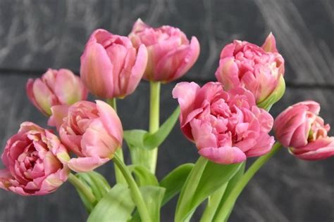 Schnittblumen Bestellungen Online Schaniel Pflanzencenter