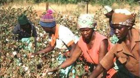 Coton Le Mali Premier Producteur En Afrique BBC News Afrique