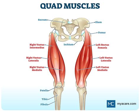 Quadriceps Femoris Muscle Quadriceps Femur Knee Joint 47 OFF