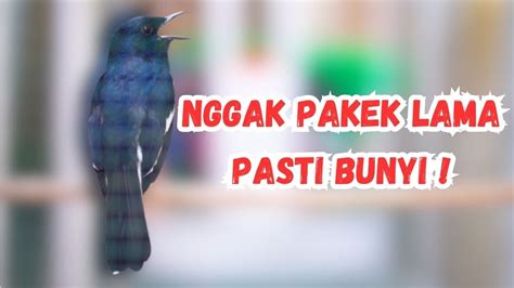 Kacer Gacor NGEPLONG Memanggil Lawan Paling Ampuh Buat PANCINGAN KACER