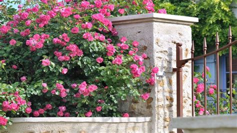 Meilleures Haies Fleuries 12 Plantes Pour De Belles Bordures