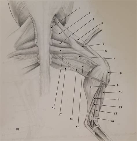 Deep Muscles Of The Cat Hindlimb Diagram Quizlet
