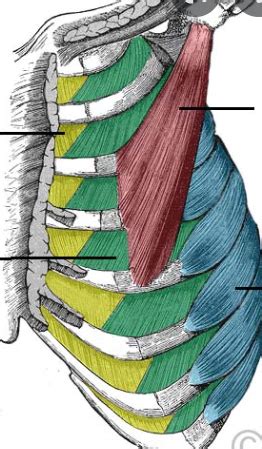 Intercostal Muscles Diagram Quizlet