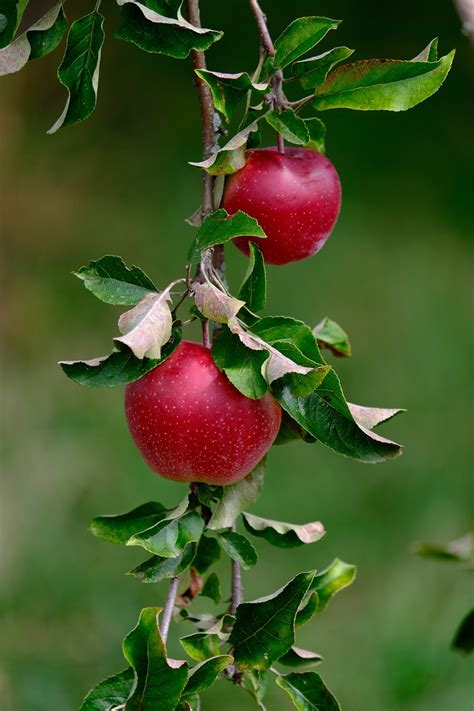 Manzanas Árbol De Manzana Huerta Foto gratis en Pixabay Pixabay