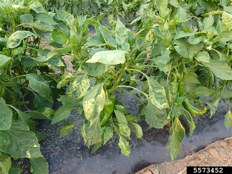 Alfalfa Mosaic Alfamovirus Alfalfa Mosaic Virus