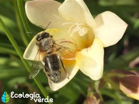 עטלף הערכה כל שנה abejas en peligro de extincion סימן מסחרי השתגע מושך