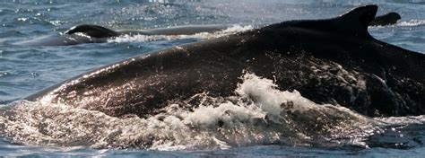 Cómo se reproducen las ballenas BALLENAPEDIA