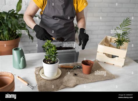 Close Up Spring Houseplant Care Repotting Houseplants Waking Up