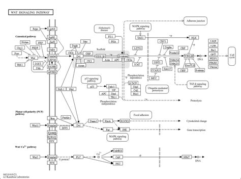 KEGG PATHWAY Wnt Signaling Pathway Reference Pathway