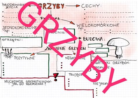 GRZYBY Złoty nauczyciel